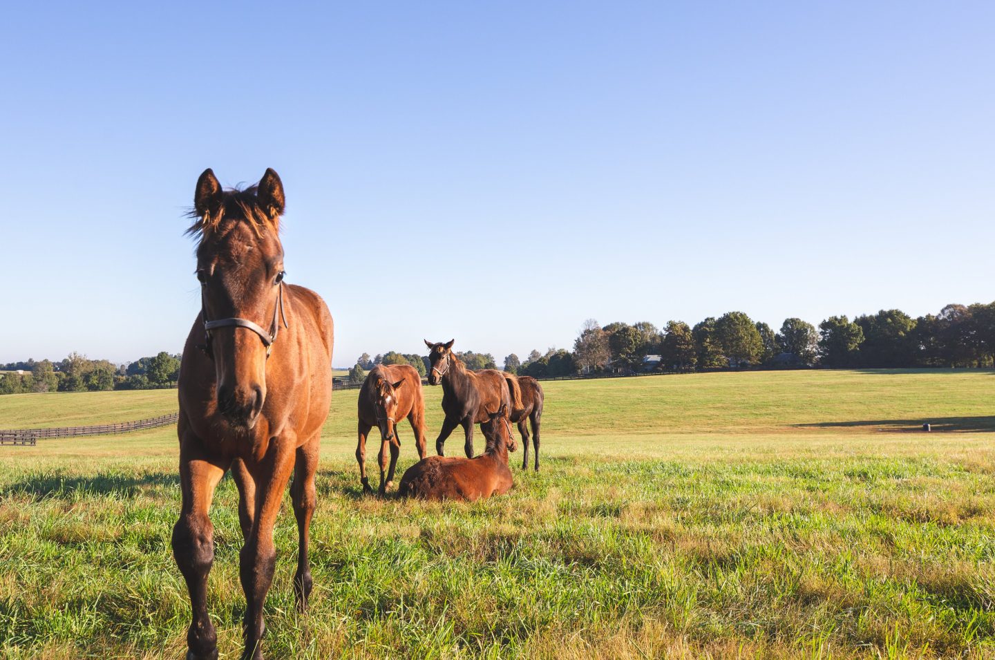 It's a Wonderful Life: Rachel Alexandra At Stonestreet - TDN Look