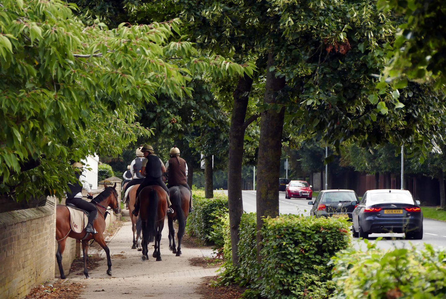 Newmarket: A Place of Wonder for the Racehorse - TDN Look