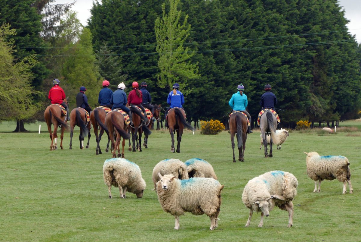 The Curragh: Ireland's Bedrock of Champions - TDN Look