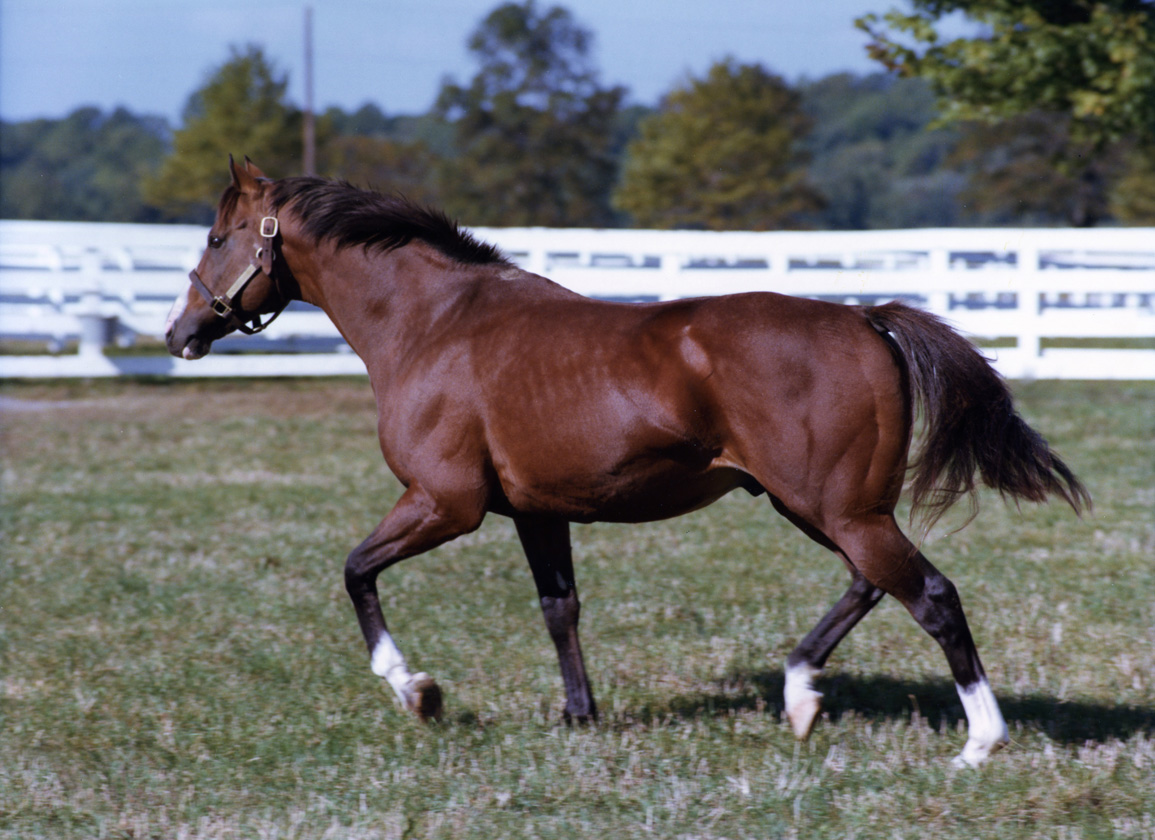 Keeneland ‘Life’s Work’ Oral History Project, No. 5: Gus Koch - TDN Look